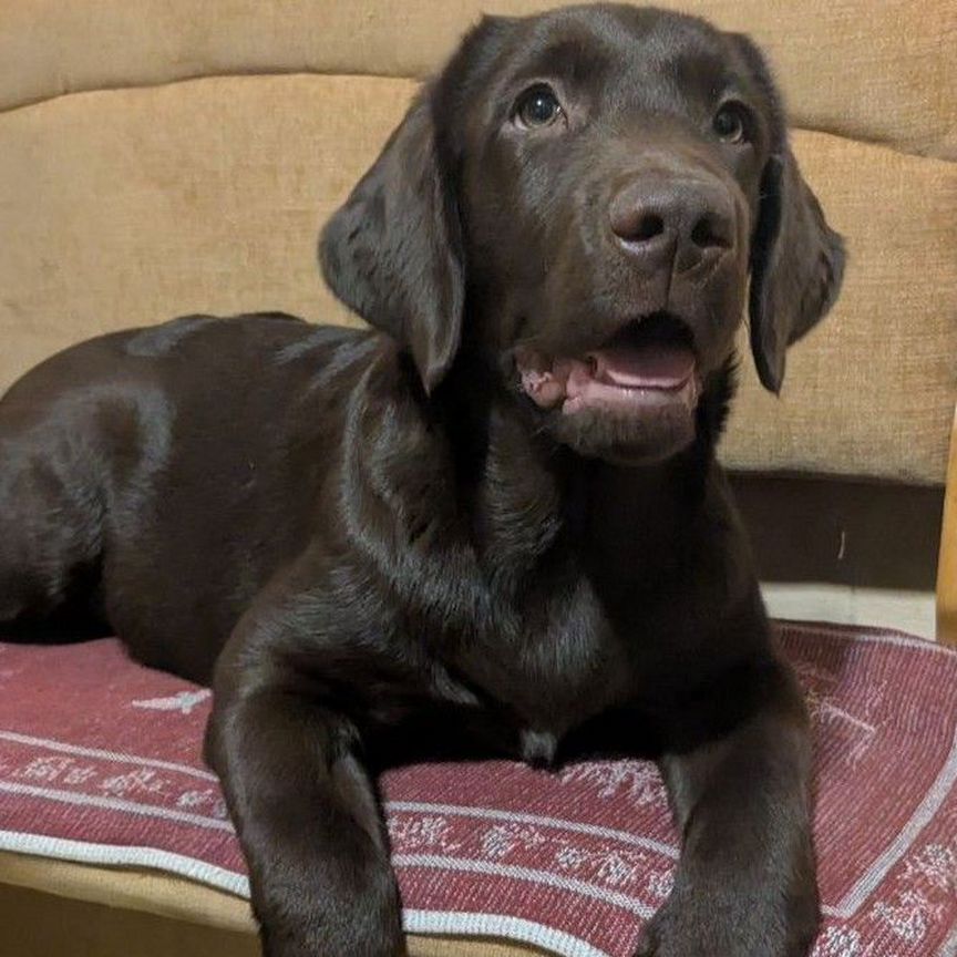 Лабрадор-ретривер, щенок