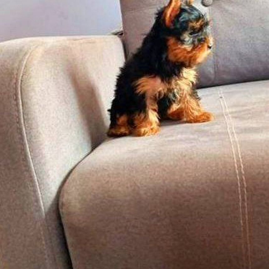 Йоркширский терьер мини