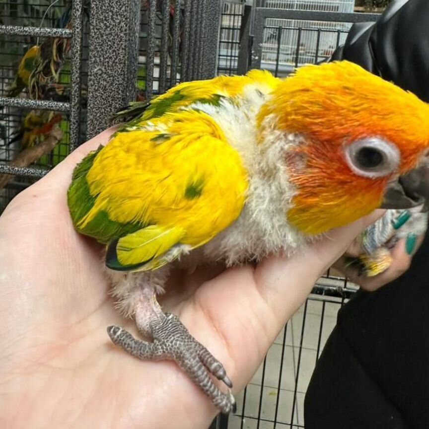 Попугай выкормыши разные