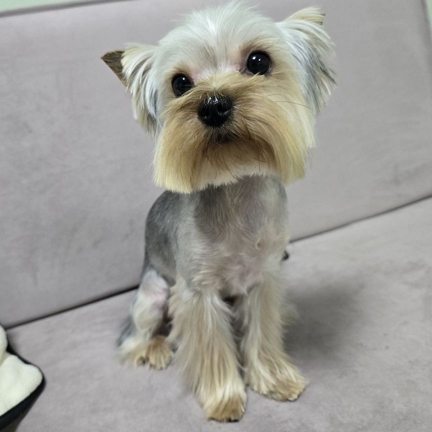 Йоркширский терьер, взрослый пёс