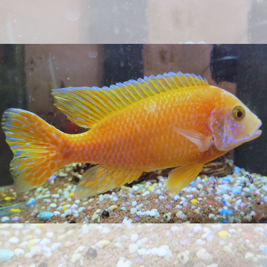 Аулонокара Орхидея крупный самец