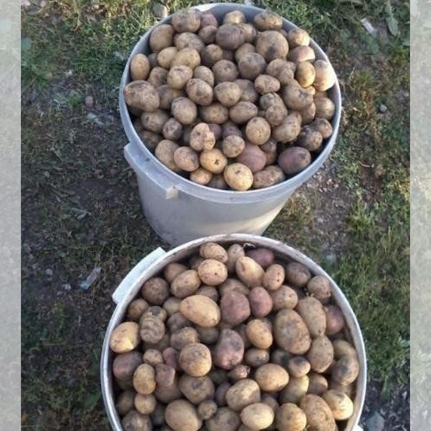 Картофель на корм скоту