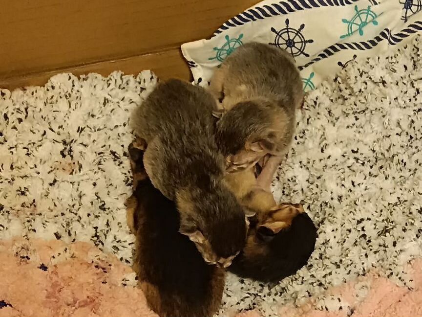 Абиссинские котята