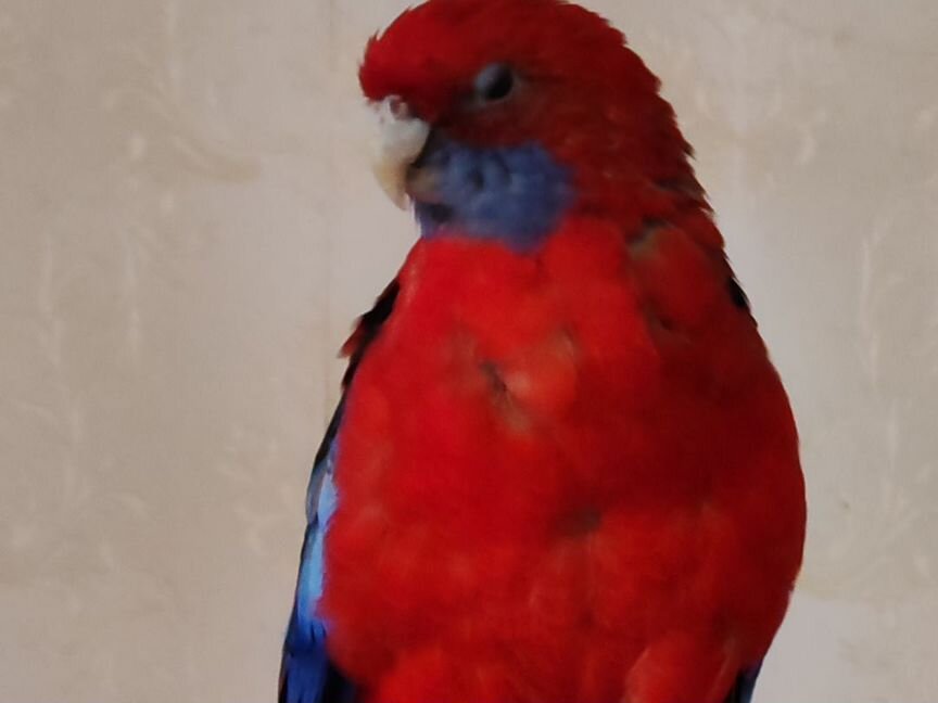 Пенантовая розелла