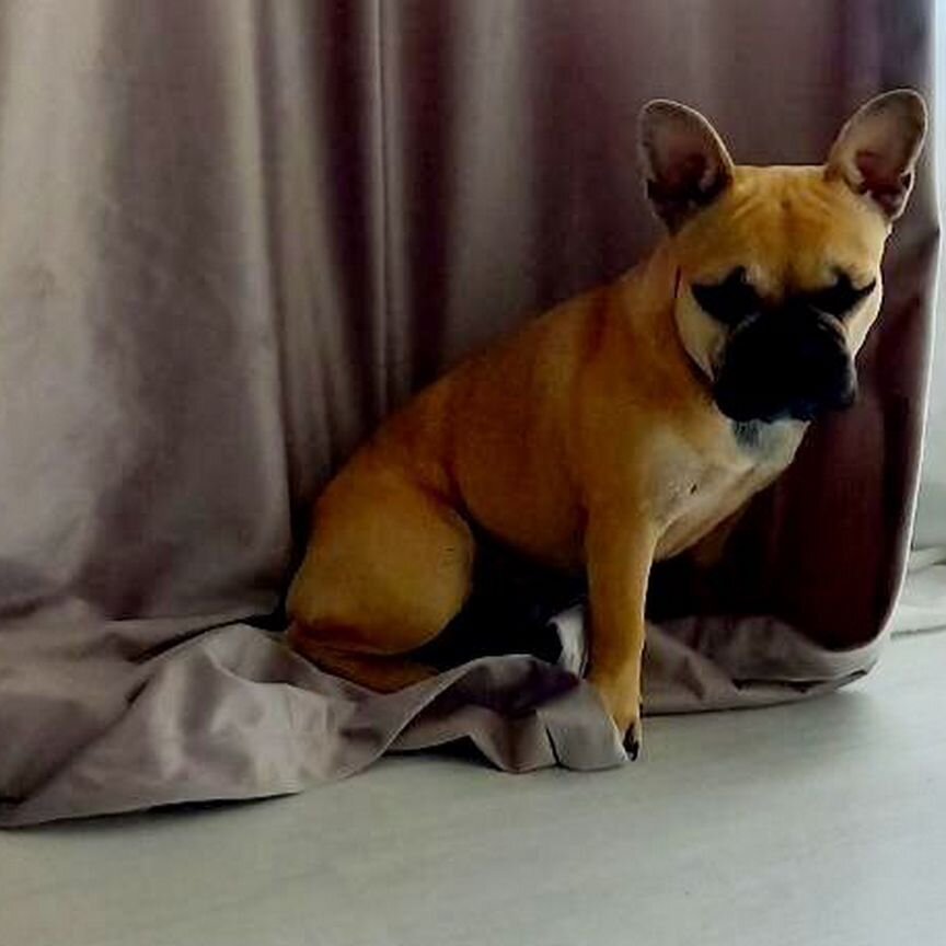 Французский бульдог, взрослая собака