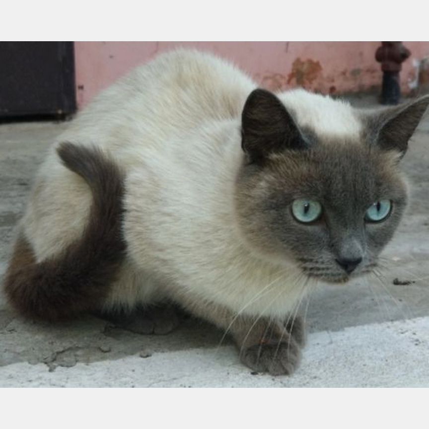 Кот