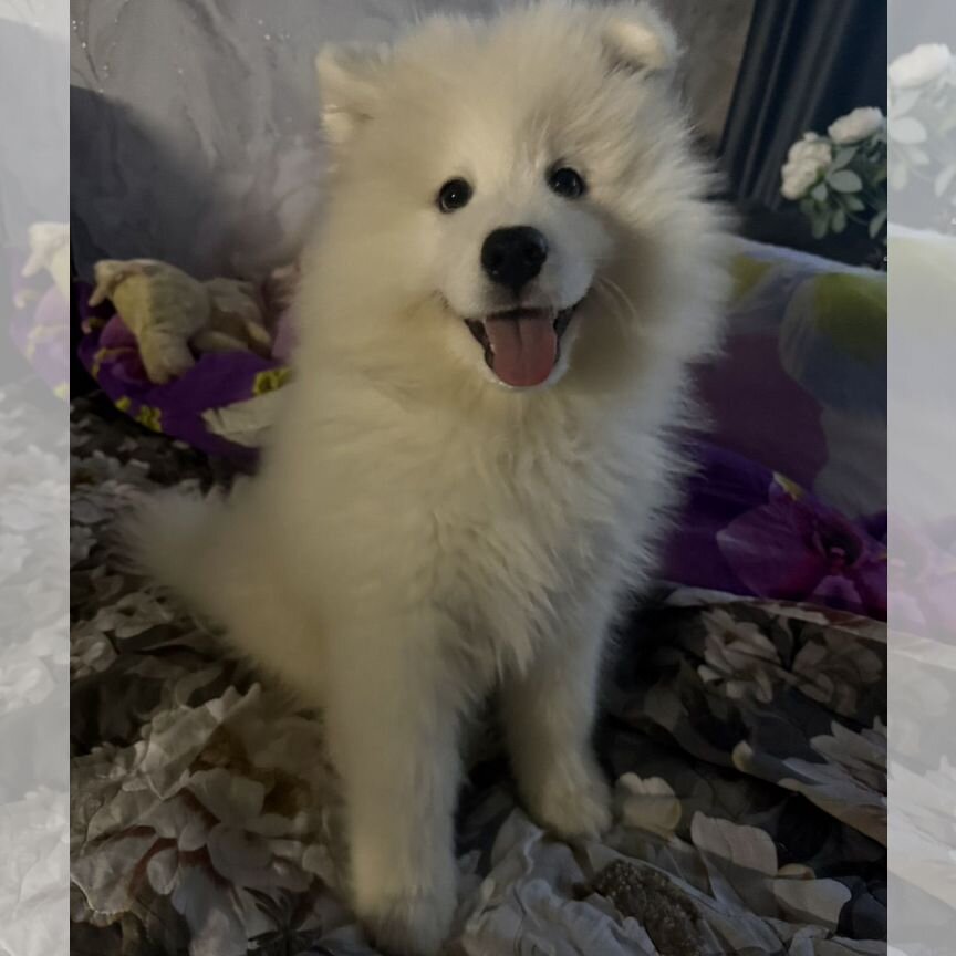 Самоедская собака, щенок