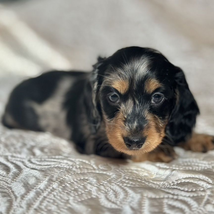 Кроличья такса, щенок