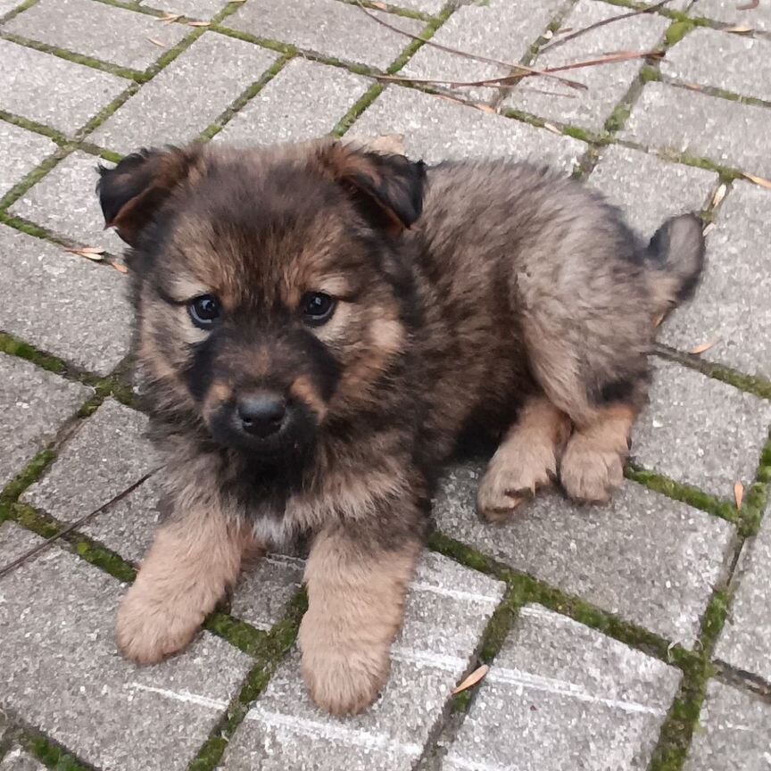 Щенок кобель 1,5 месяца, будет средним