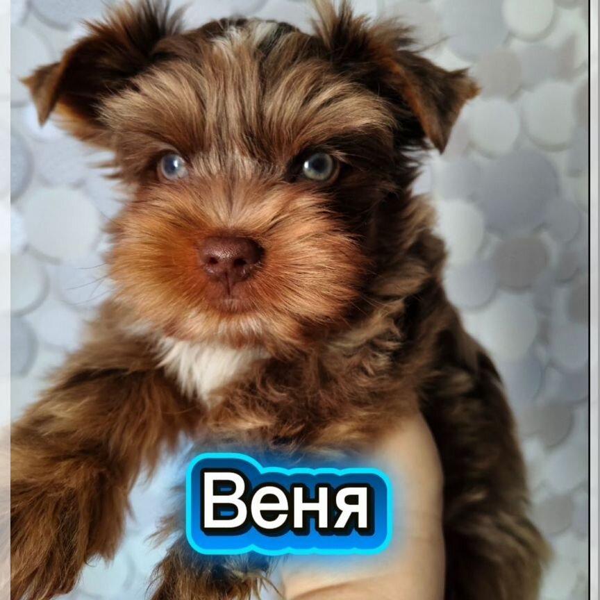 Йоркширский терьер, щенок