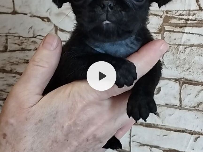 Щенки мопса чёрный мальчик