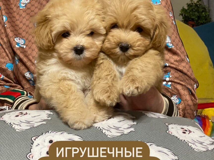 Игрушечные Мальтипушки в Корейском типе