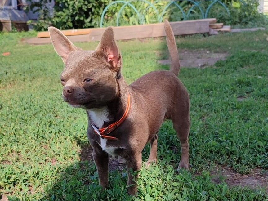 Вязка чихуахуа