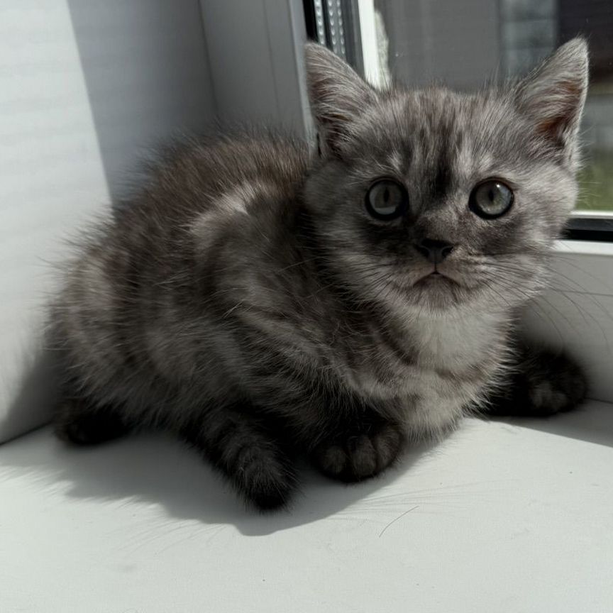 Шотландский прямоухий короткошёрстный котёнок