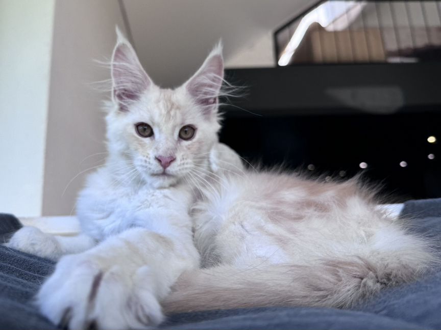 Сливочный Мейн кун