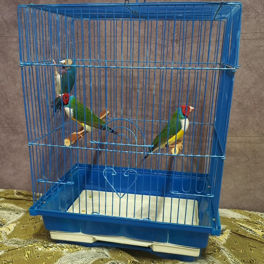 Амадины гульда