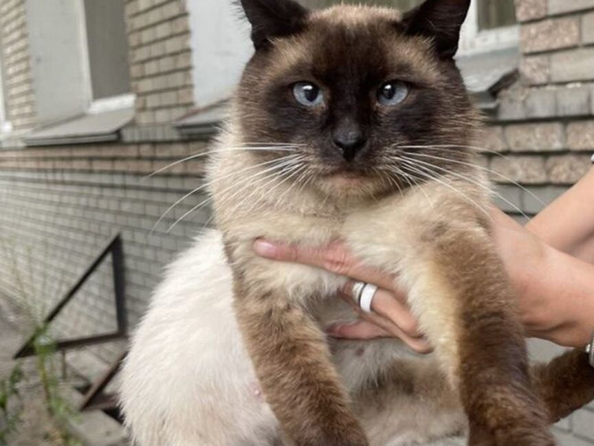 Котик выброшенный на улицу