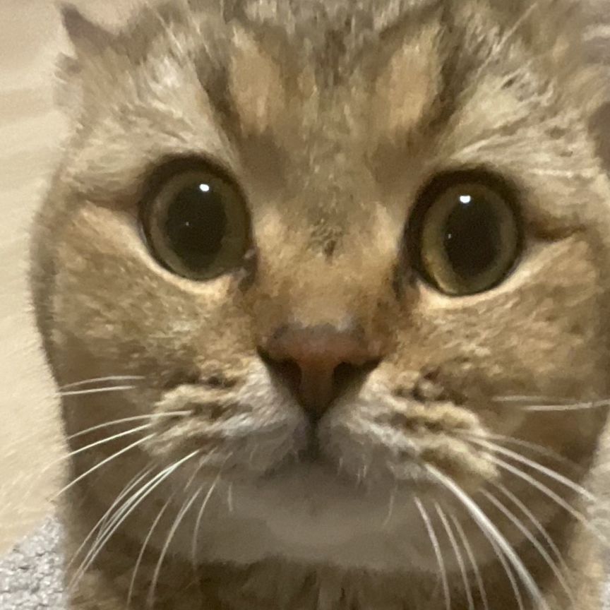 Продам кота