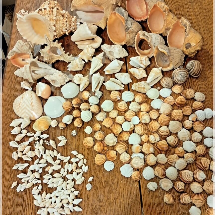 Ракушки и кораллы