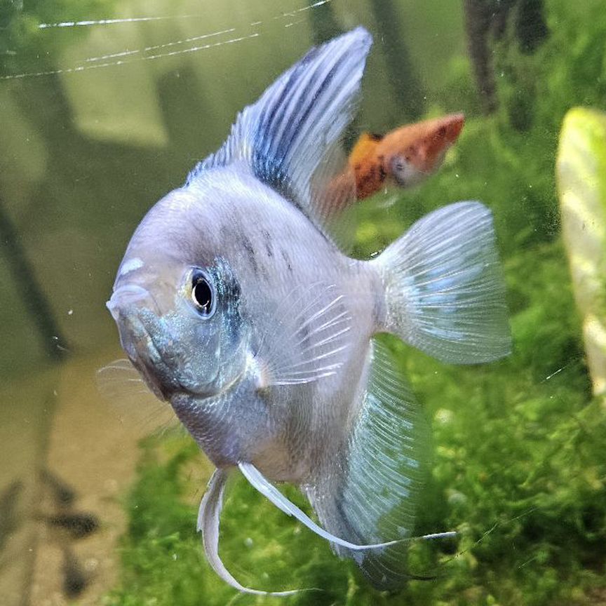 Продам скалярию параиба