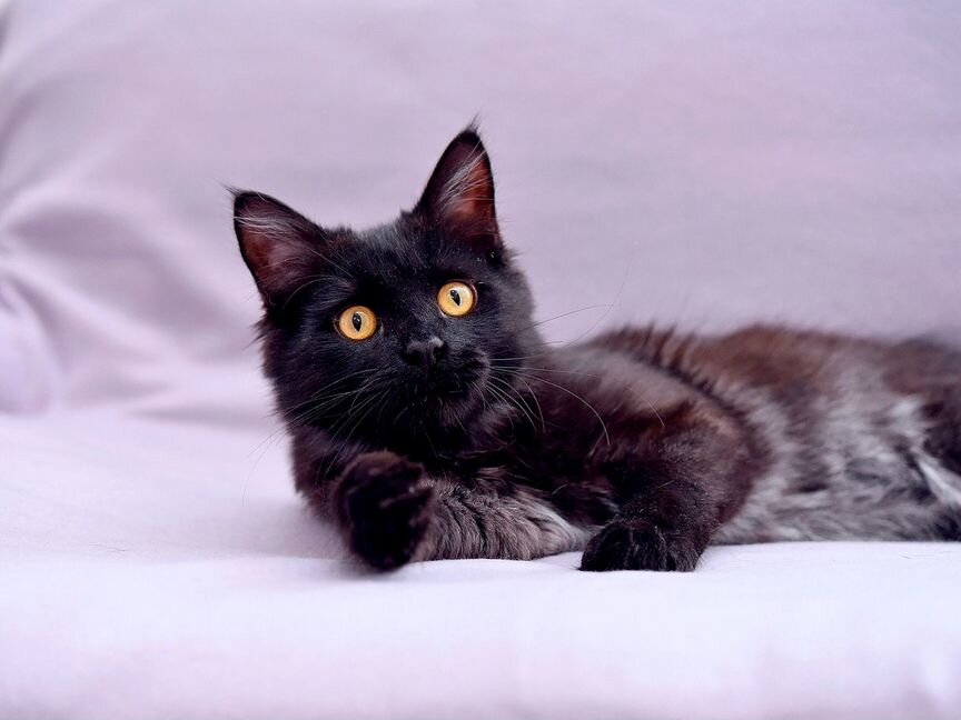 Котик Филя в добрые руки