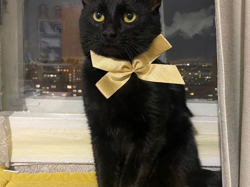 Кот