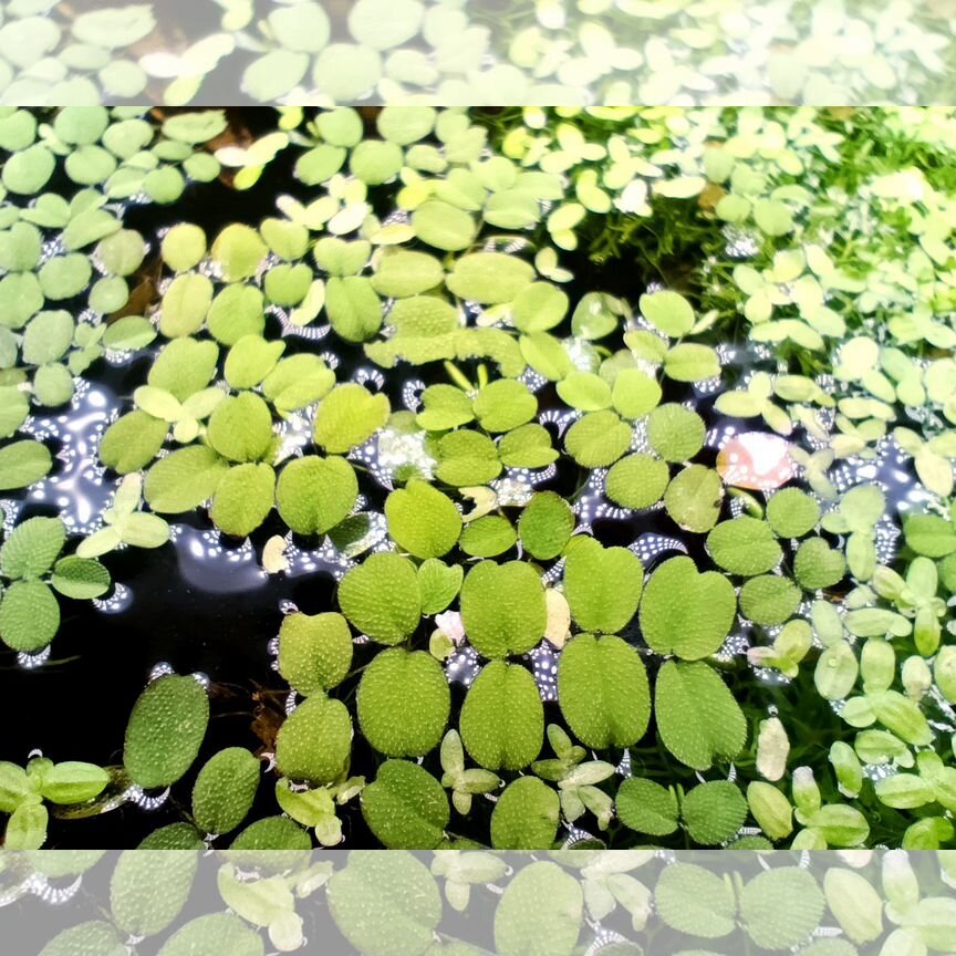 Сальвиния минима