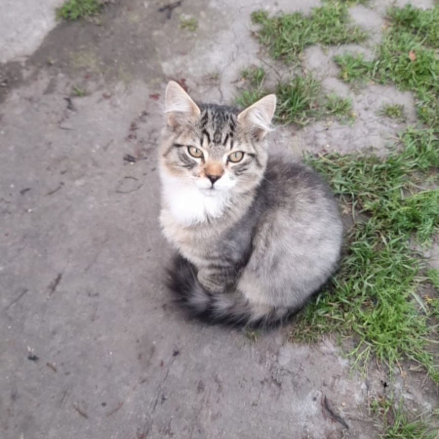 Котята подростки в добрые руки Бесплатно