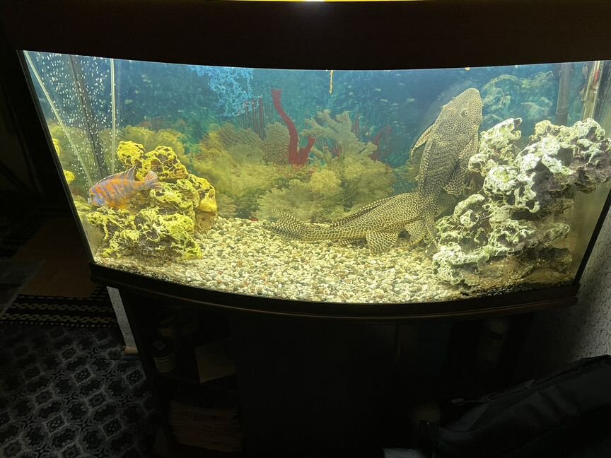 Птеригоплихт