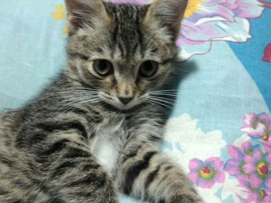 Супер бесшабашный котенок