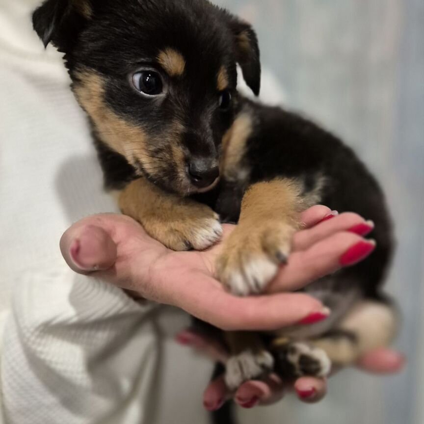 Щенок от маленькой собаки