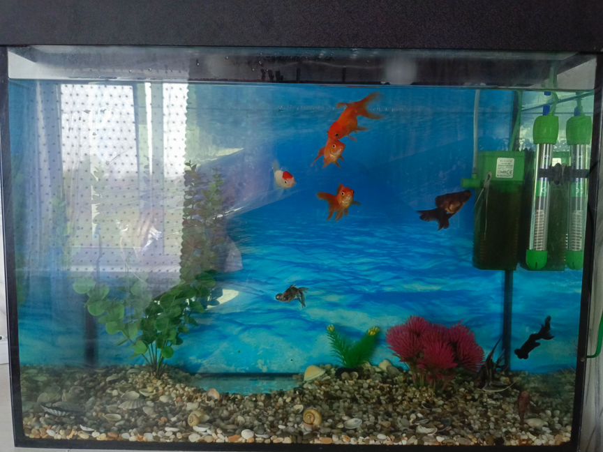 Аквариум и рыбки