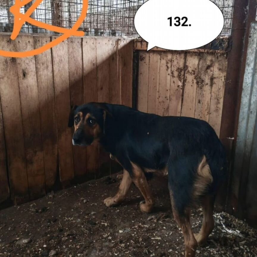 Взрослый пёс в добрые руки