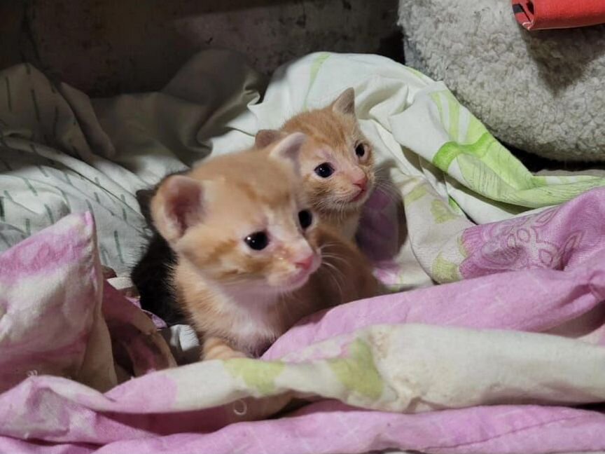 Рыжие и чёрные котята 1 Месяц Бесплатно