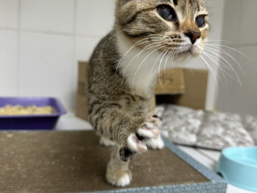 Котенок Ханна