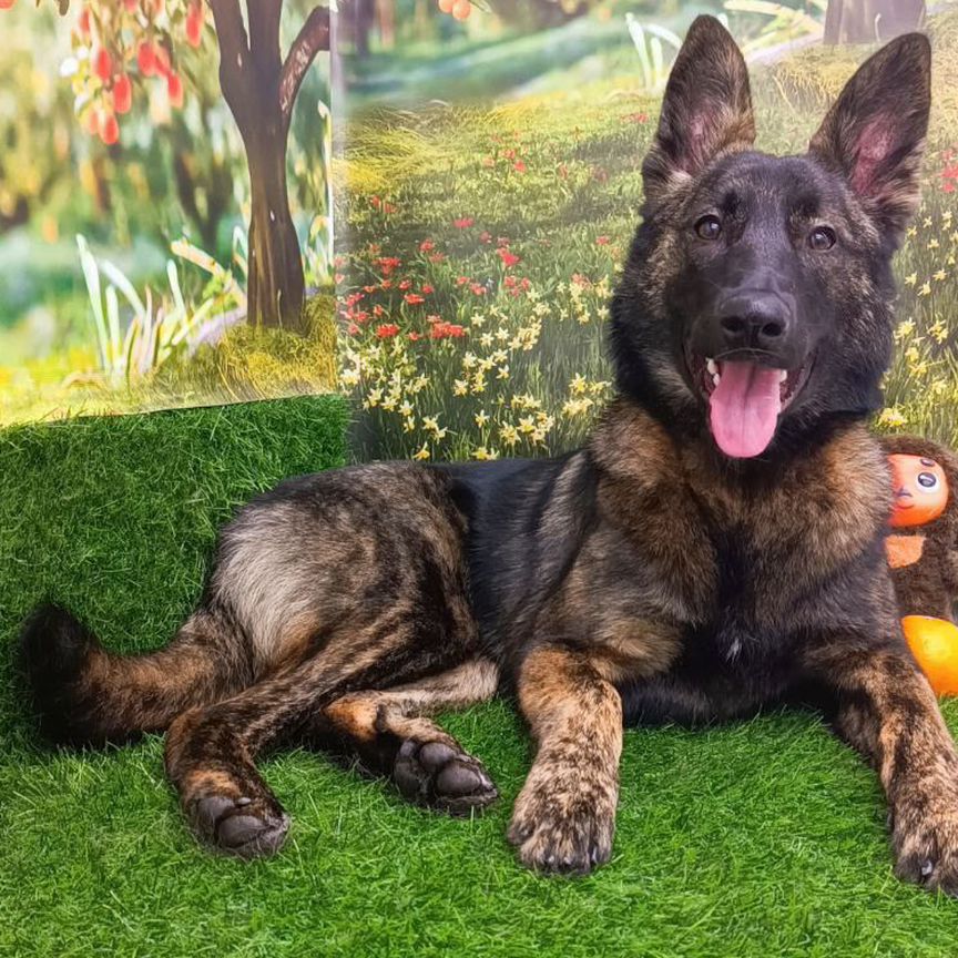 Щенок в добрые руки