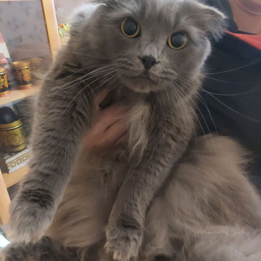 Сироте некуда идти