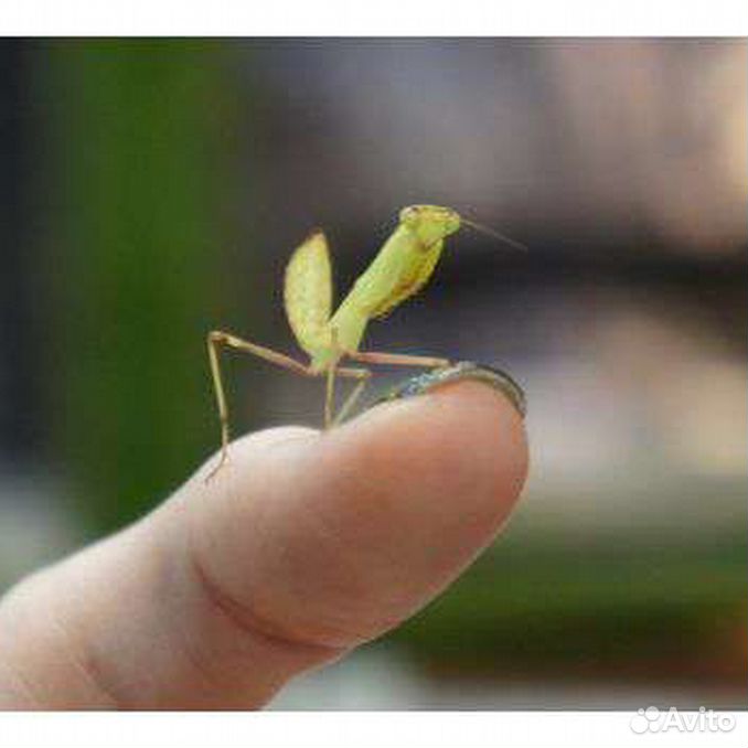 Африканский древесный богомол