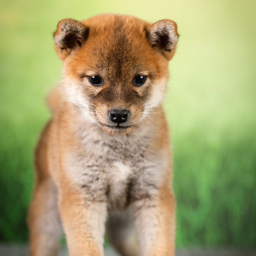 Щенки сиба ину