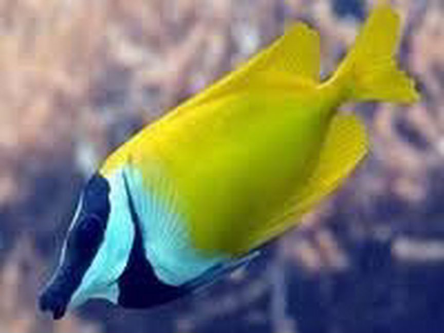 Лисица Ло, розовый клоун