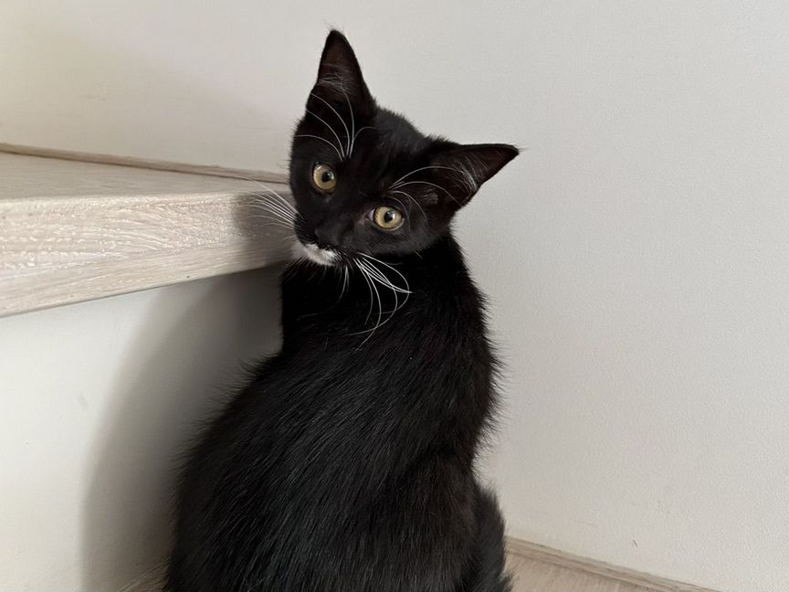 Котенок кошка черная в добрые руки