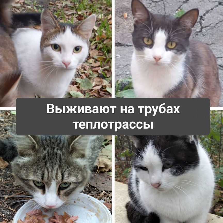Взрослая кошка в добрые руки
