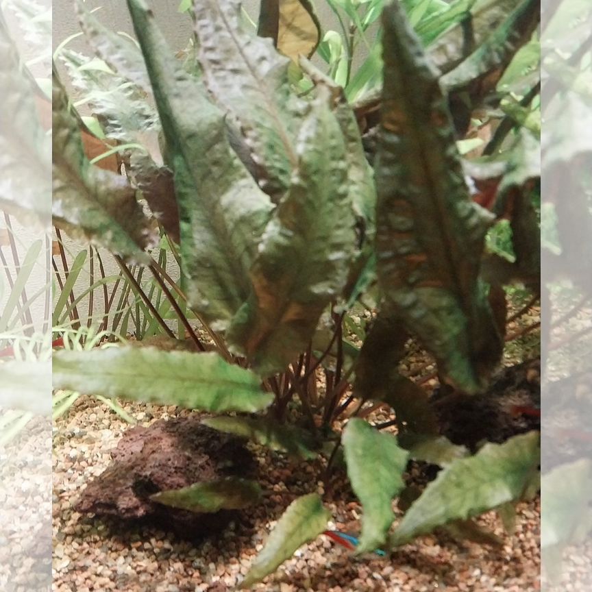 Криптокорина, валиснерия, папоротник