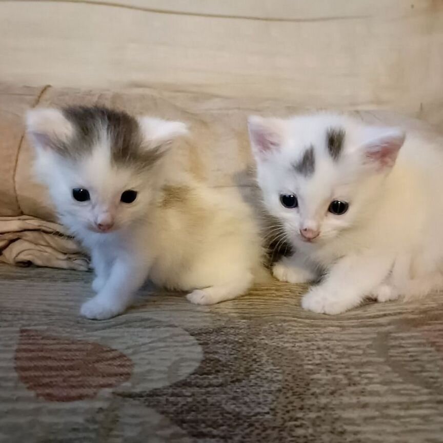 Котята в добрые руки бесплатно