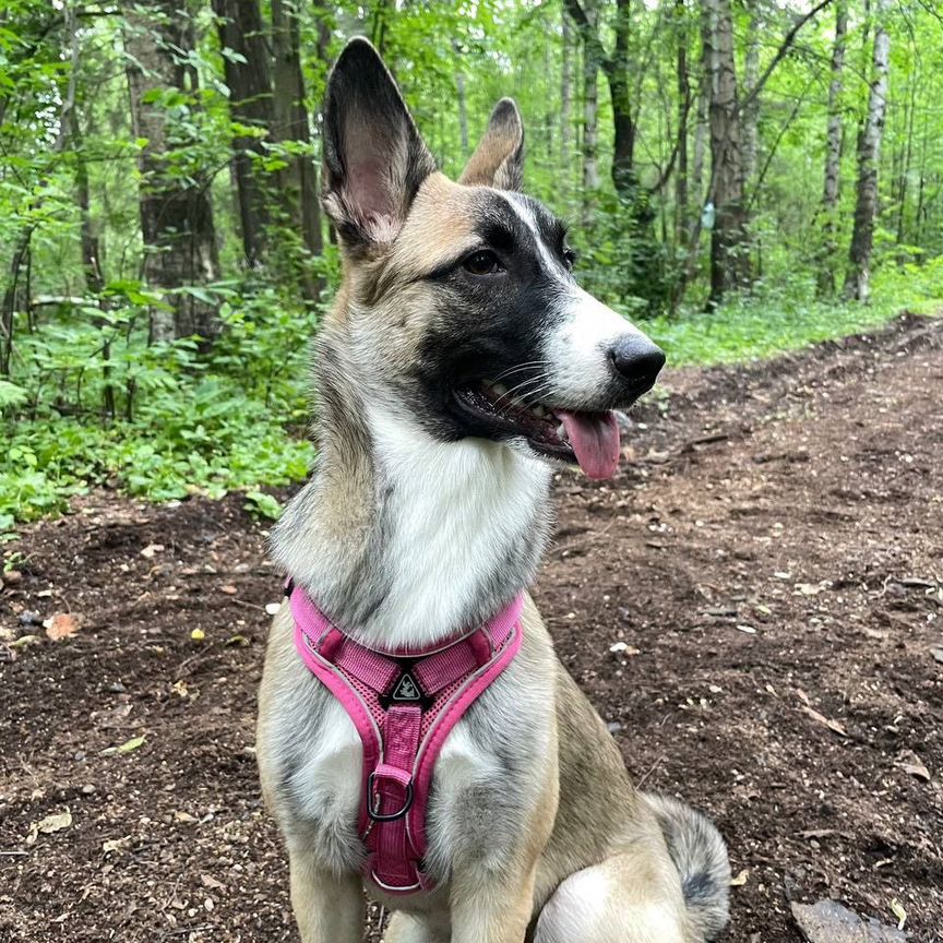 Собака в добрые руки отдам бесплатно