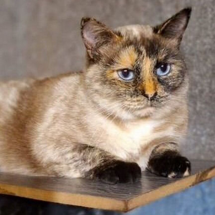 Тайская кошечка