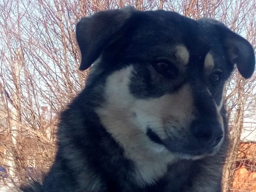 Лайка+Дворняга(на цепи сидит)