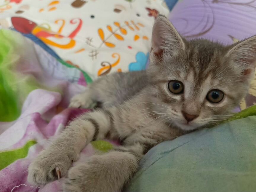 Отдам котят девочек в добрые руки