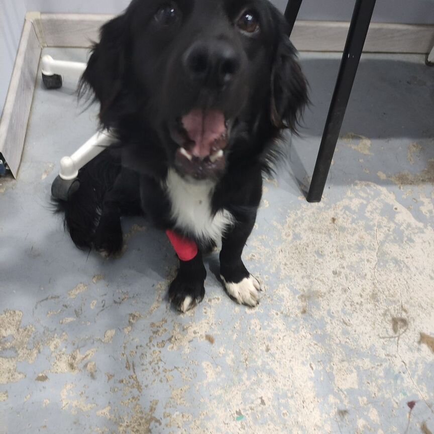 Собака в добрые руки отдам бесплатно