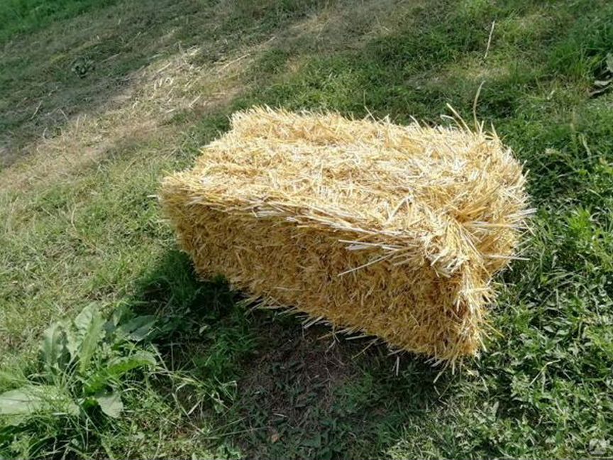 Солома в тюках пшеница и ячмень